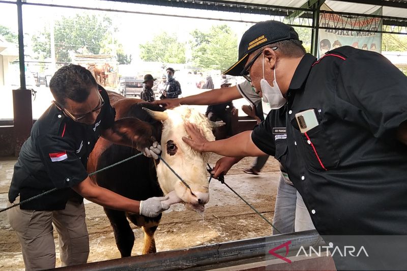 Seekor Sapi Terjangkit PMK di Kabupaten Kudus Ditemukan Mati