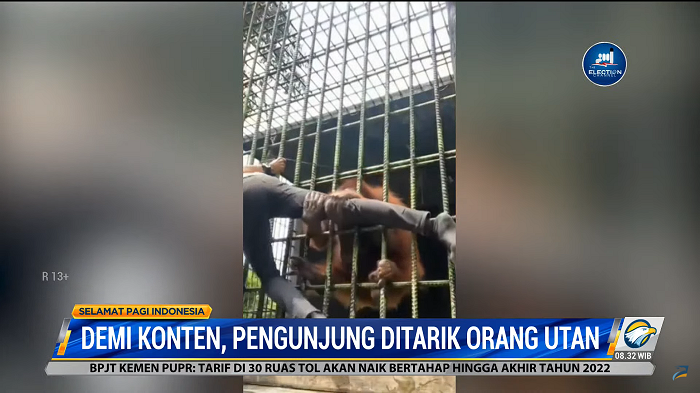 Demi Konten, Pemuda Ini Ditarik Orang Utan