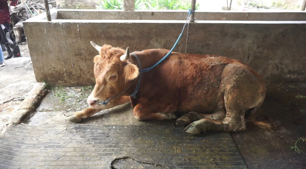 2.395 Sapi Peternak di Jombang Terjangkit PMK 2.395 Sapi Peternak di Jombang Terjangkit PMK