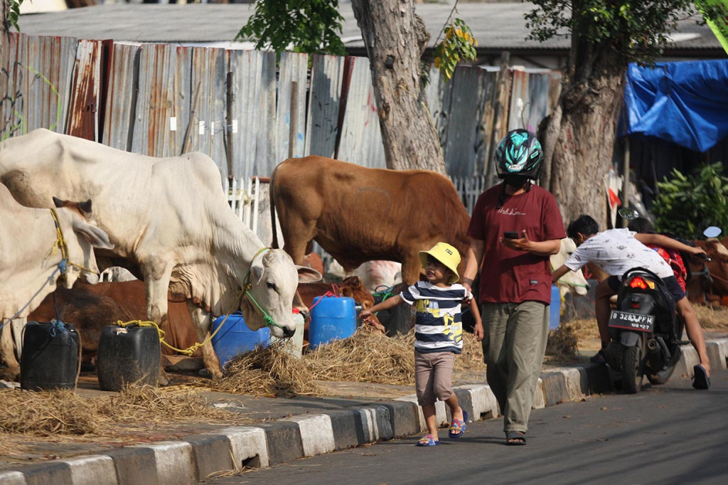 Penjualan Sapi Kurban Tetap Tinggi di Tengah Merebaknya PMK