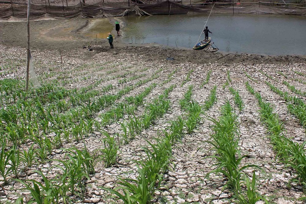 Food Estate Bakal Selamatkan Kebutuhan Pangan Jangka Panjang Food Estate Bakal Selamatkan Kebutuhan Pangan Jangka Panjang