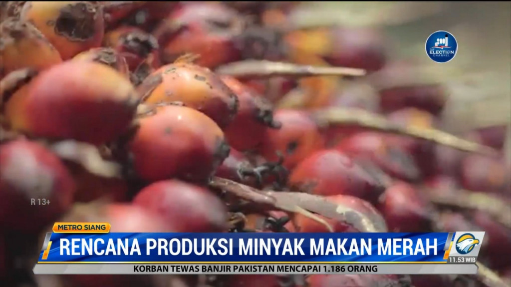Pemerintah Dorong Produksi Minyak Merah sebagai Alternatif Minyak Goreng