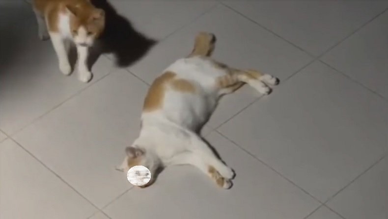 A lot of Dead Cats Found in Malang, Allegedly Poisoned
