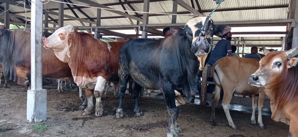 Puluhan Sapi di Lampung Barat Terjangkit Virus LSD Puluhan Sapi di Lampung Barat Terjangkit Virus LSD