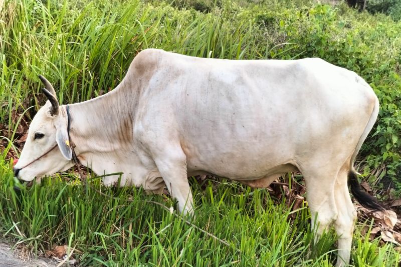 8 Sapi di Pesisir Barat Lampung Terjangkit Penyakit LSD 8 Sapi di Pesisir Barat Lampung Terjangkit Penyakit LSD