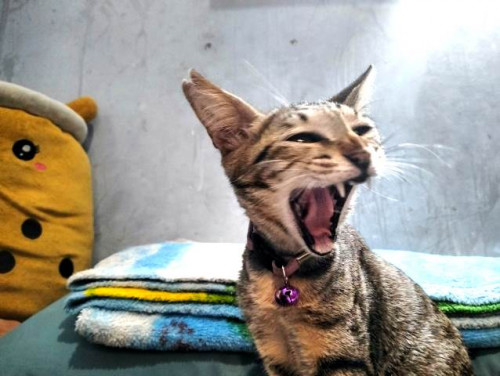 3 Berita Terpopuler Gaya: Eartip di Kuping Kucing Hingga Makanan untuk ...