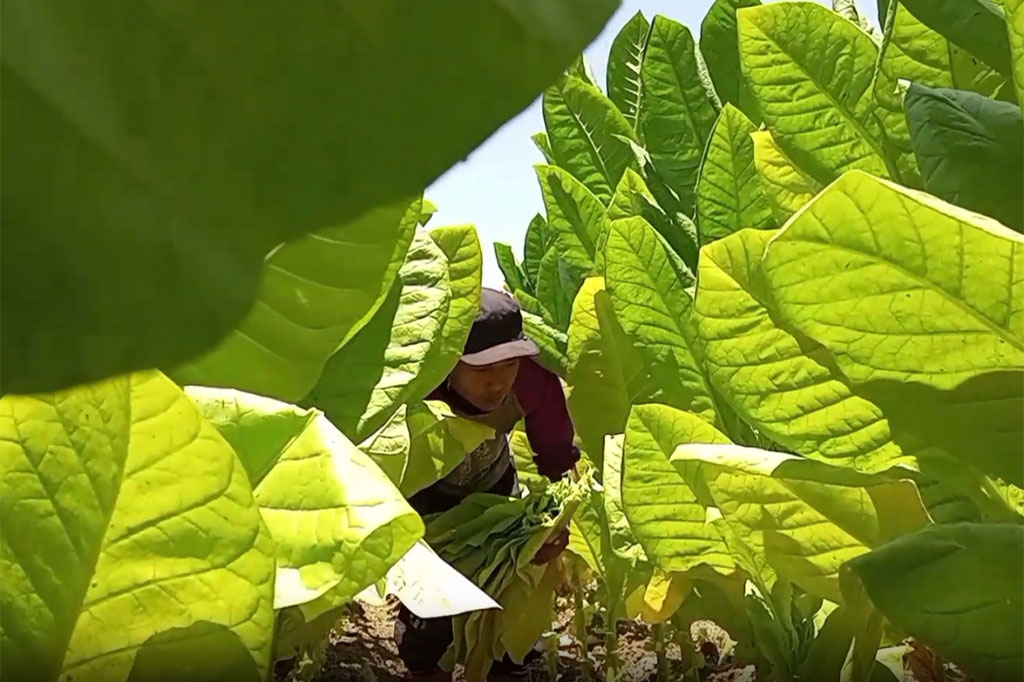 Kemarau Panjang Bawa Berkah bagi Petani Tembakau Rembang Kemarau Panjang Bawa Berkah bagi Petani Tembakau Rembang