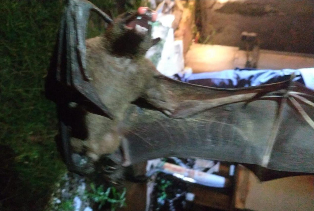 Viral Kelelawar Raksasa Tabrak Gardu Listrik Hingga Meledak Di Depok