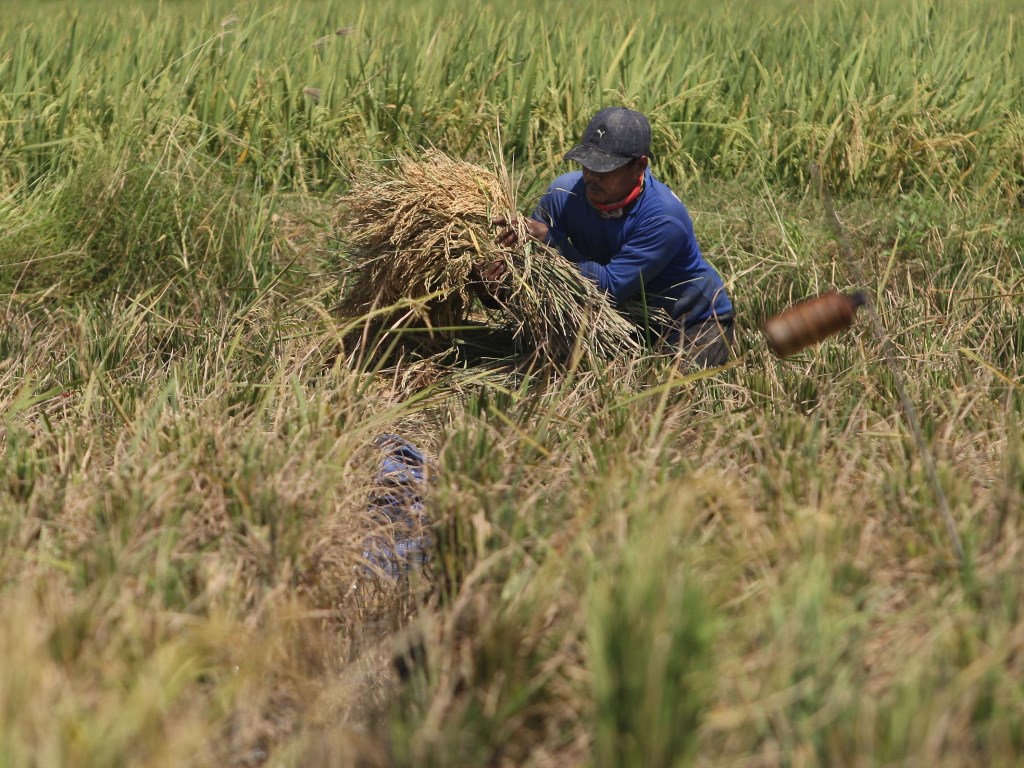Mentan: NTB Sumbang Produksi Padi 880 Ribu Ton Mentan: NTB Sumbang Produksi Padi 880 Ribu Ton