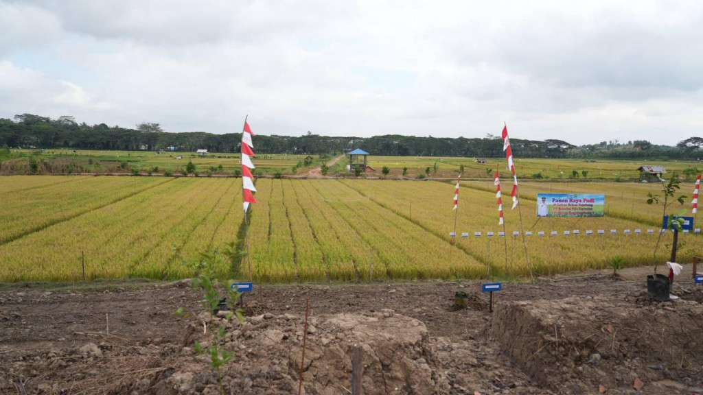 Transformasi Lahan Bekas Tambang Jadi Pertanian Di Kaltim Diharapkan Meluas