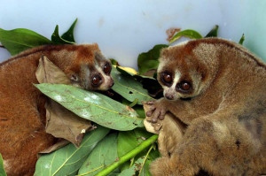 Macan Akar dan Kukang Sumatera Diamankan dari Tangan Warga