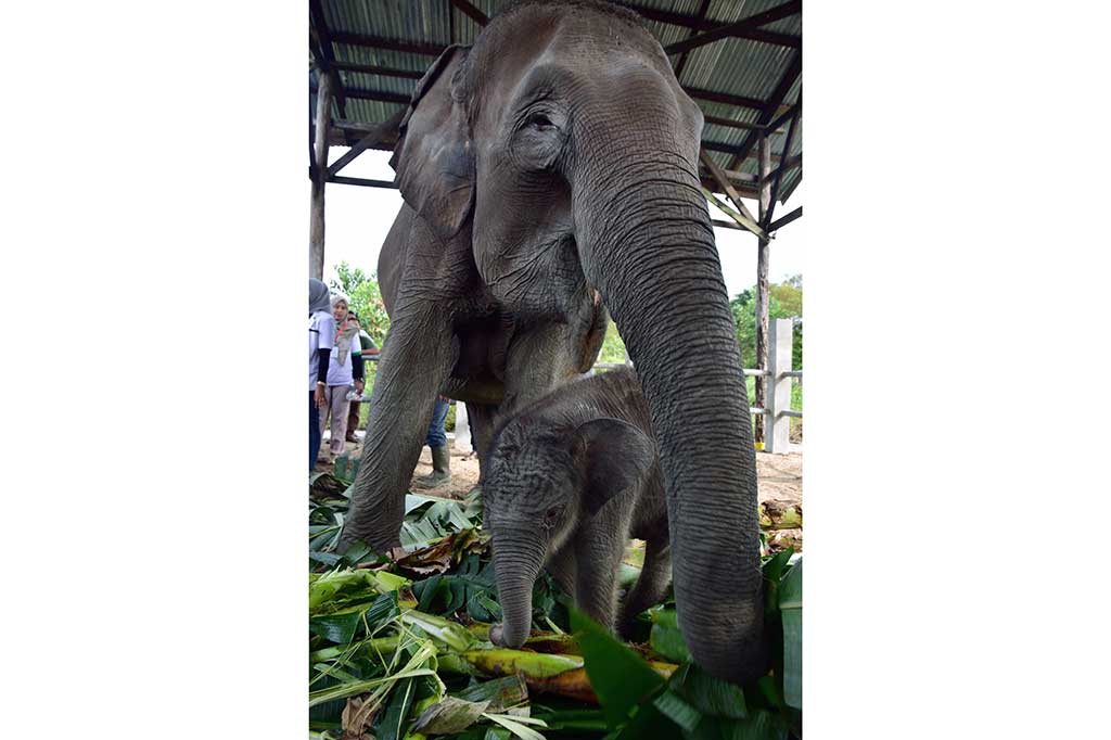 Gajah Tesso Nilo Lahirkan Bayi Jantan - Medcom.id