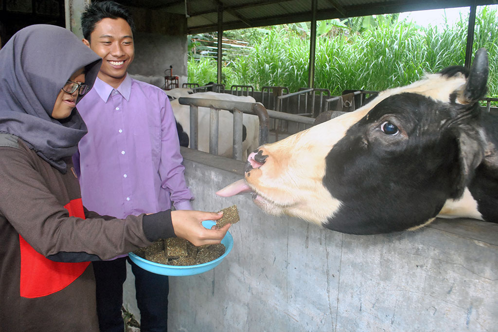 Mahasiswa IPB Ciptakan Wafer Eceng Gondok untuk Pakan Ternak