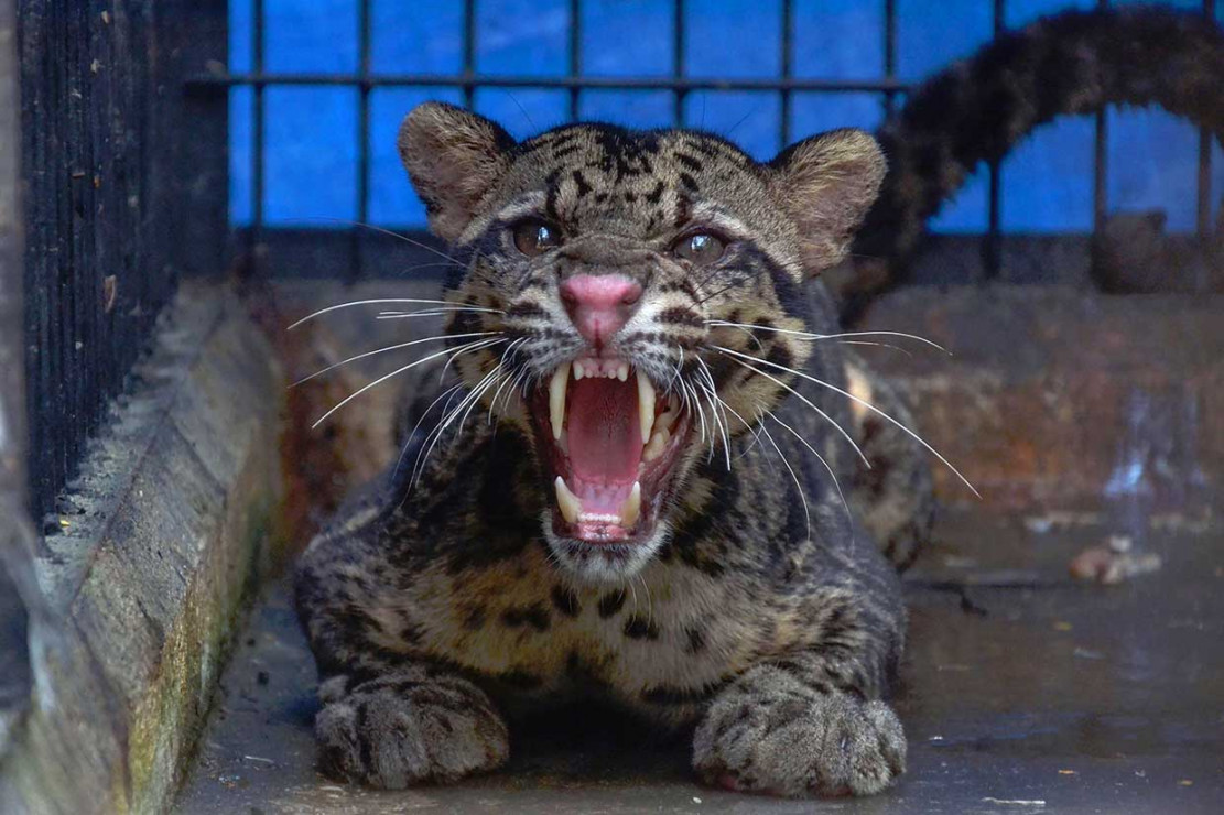 Macan Dahan Dievakuasi dari Kolong Rumah Warga - Medcom.id