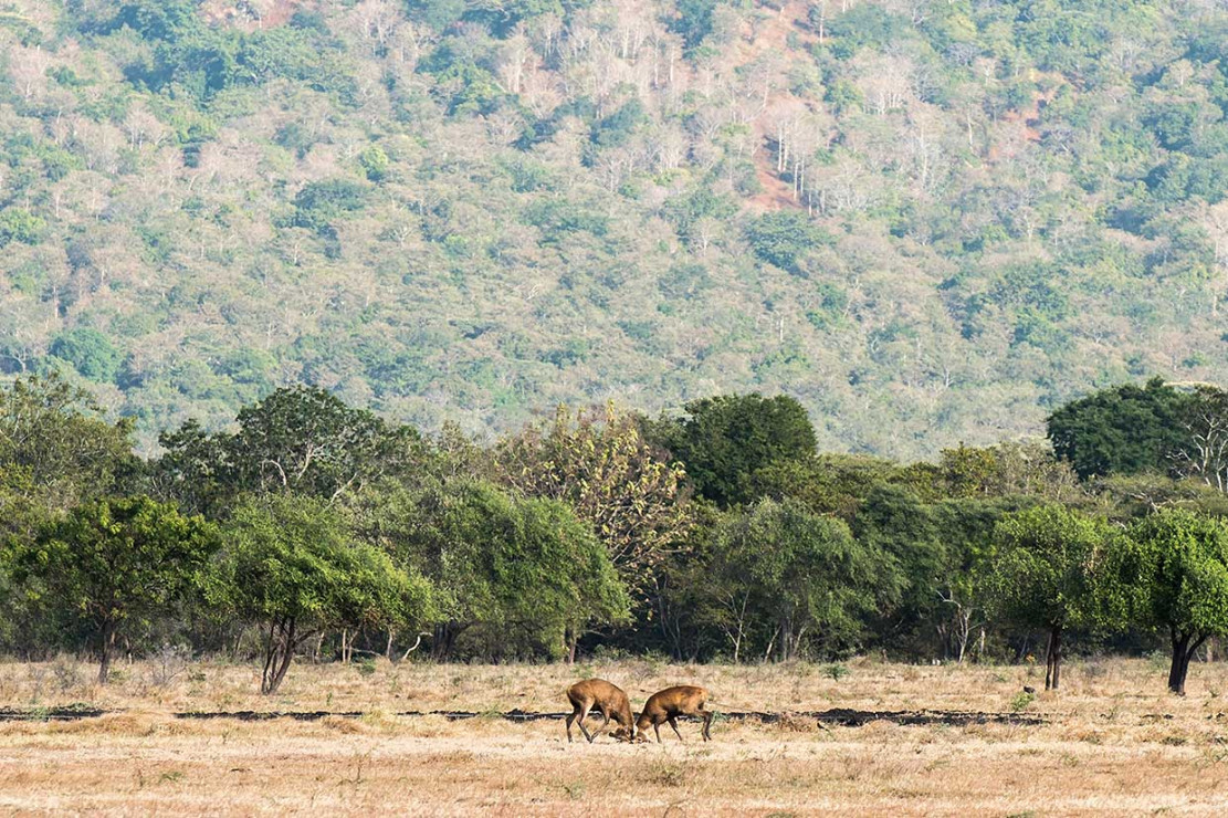Baluran Africa Van Java