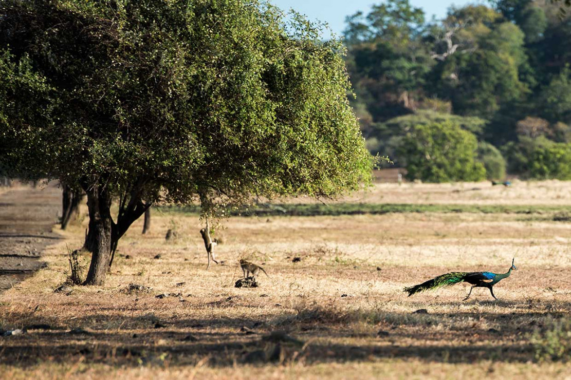 Baluran Africa Van Java