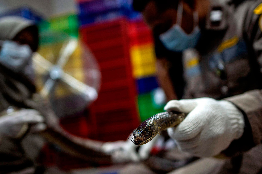 Ratusan Ular Jali Diekspor ke Tiongkok - Medcom.id