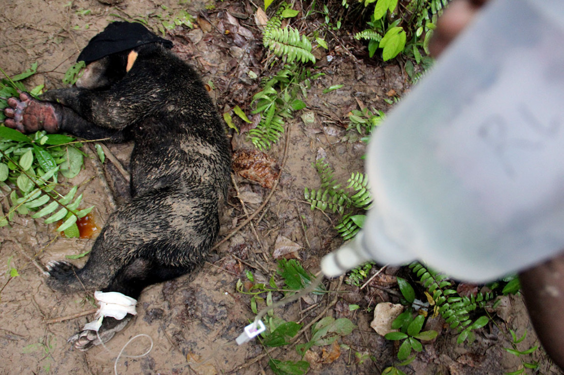 Kaki Beruang Madu Ini Terluka Kena Jerat Rusa - Medcom.id