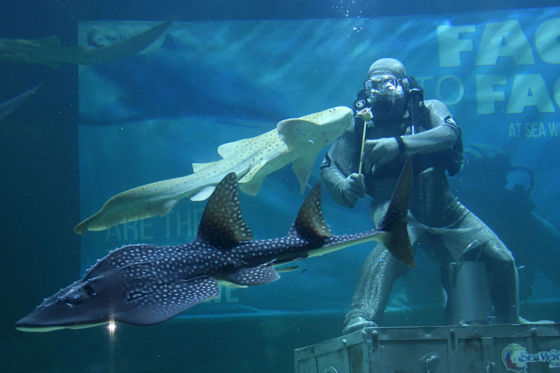 Melihat Penyelam Profesional Memberi Makan Hiu