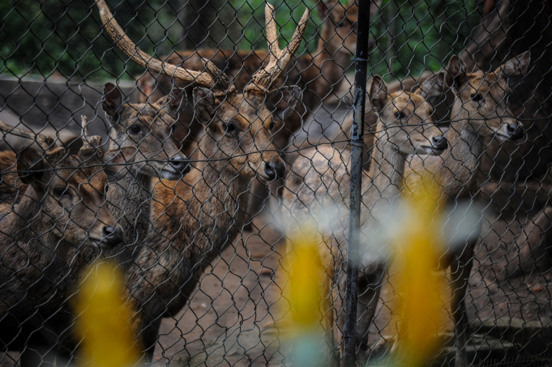 Bandung Zoo Terancam Potong Rusa untuk Pakan Satwa Karnivora