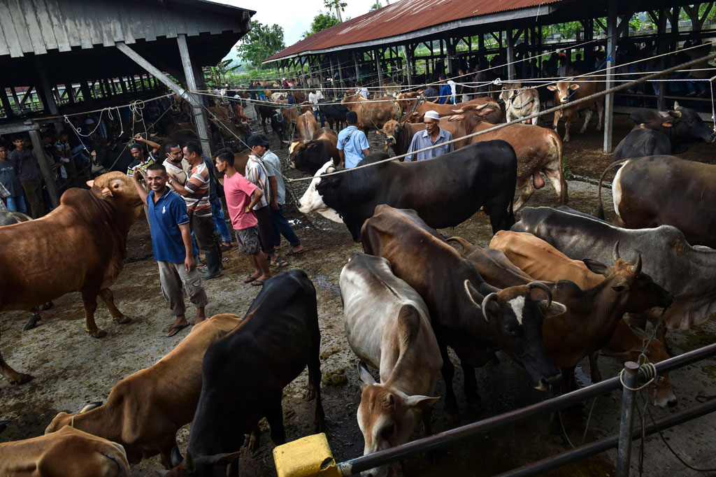 Jelang Meugang, Permintaan Sapi di Aceh Meningkat