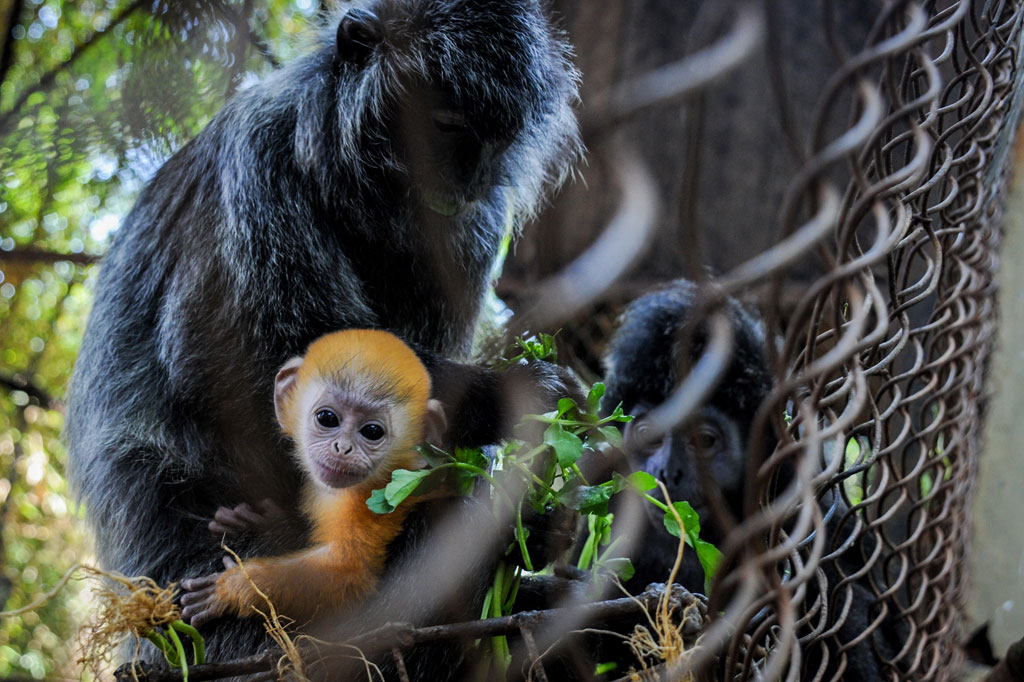 Kelahiran Anak Lutung Jawa Tambah Koleksi Bandung Zoo
