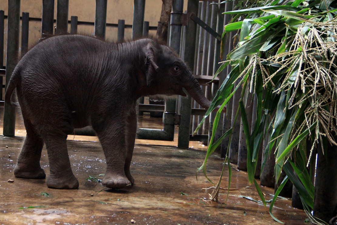 Bayi Gajah Sumatera Lahir di Taman Safari Prigen - Medcom.id