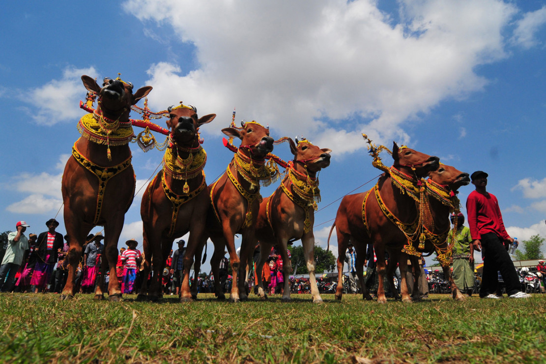 Kemeriahan Kontes Sapi Sonok se-Madura