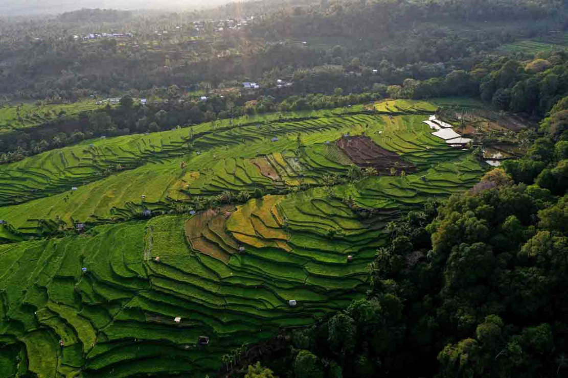 Cantiknya Areal Persawahan di Desa Sapit