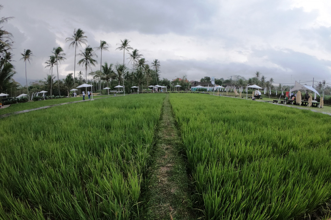 SvargaBumi, Persawahan Instagramable yang Naik Level