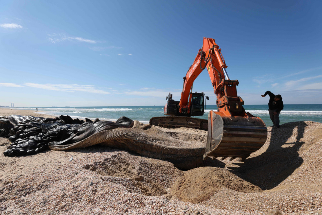 Penampakan Paus Sirip Sepanjang 17 Meter yang Mati di Pantai Israel