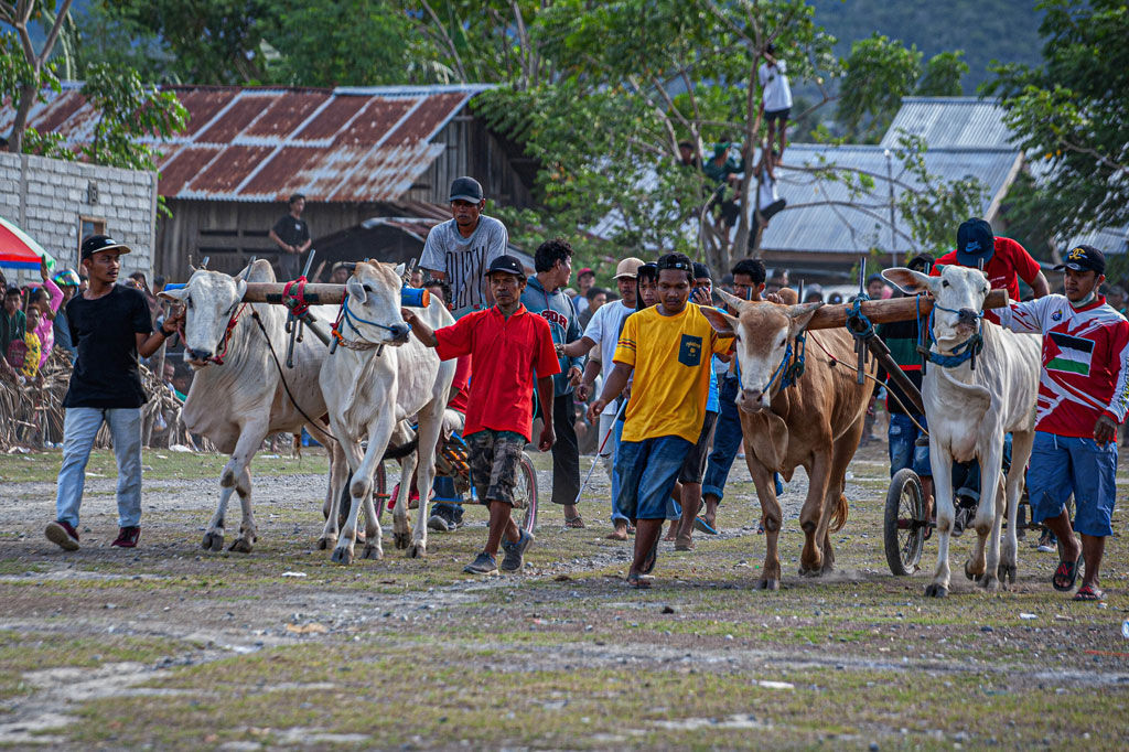 Melihat Tradisi Karapan Sapi di Kabupaten Sigi