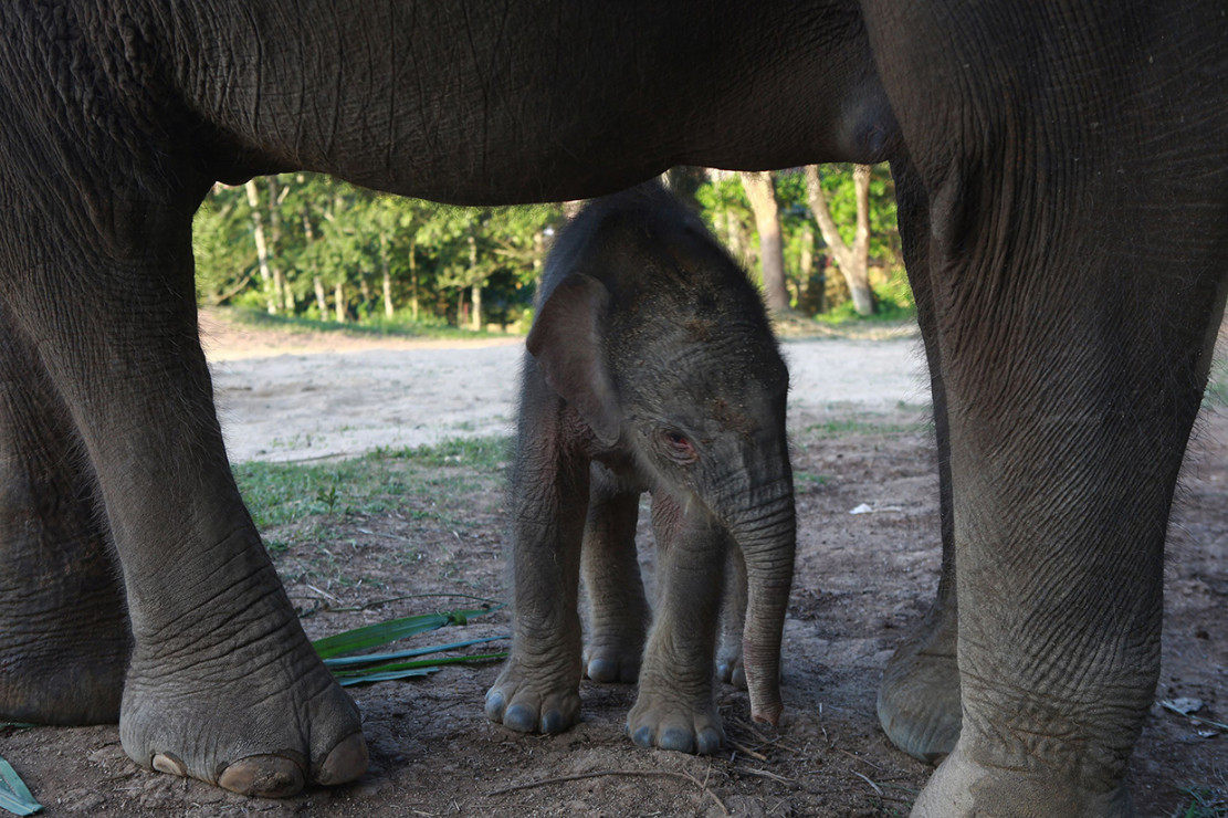 Bayi Gajah Jantan Lahir di Lembaga Konservasi Lembah Hijau Bandar Lampung
