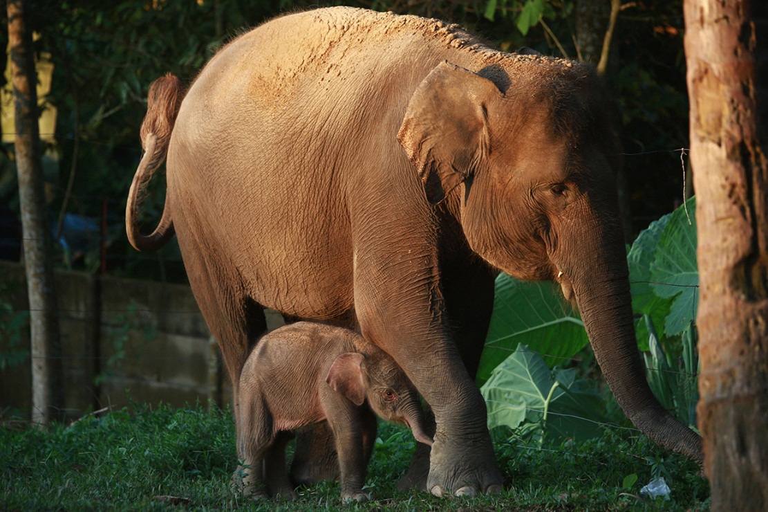 Bayi Gajah Jantan Lahir di Lembaga Konservasi Lembah Hijau Bandar Lampung
