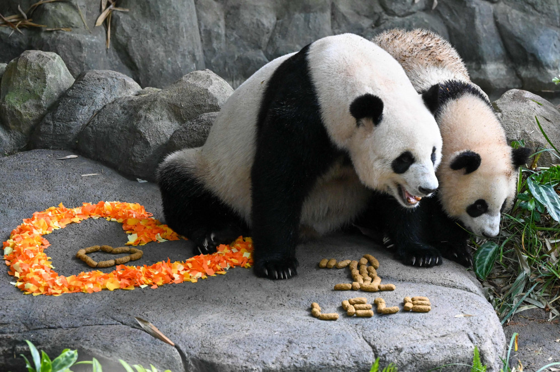 Gemas! Panda Kelahiran Singapura akan Rayakan Ulang Tahun yang Pertama
