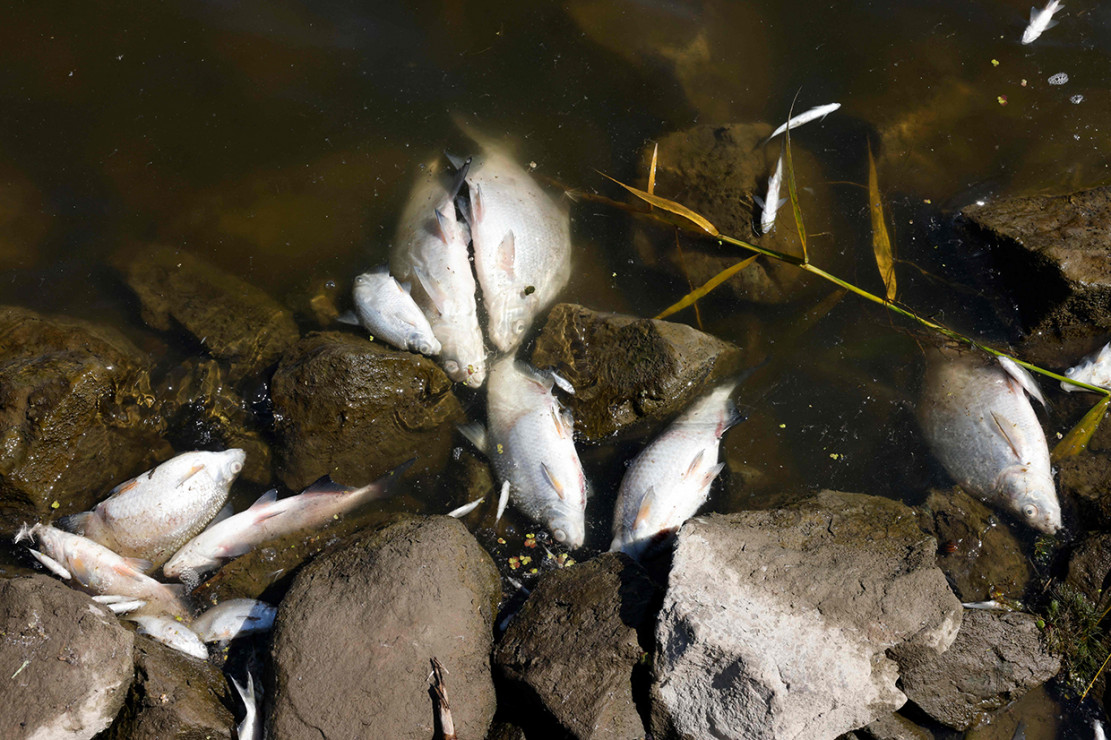 Ribuan Ikan Mati di Sungai Oder Jerman-Polandia, Penyebab Masih Misteri