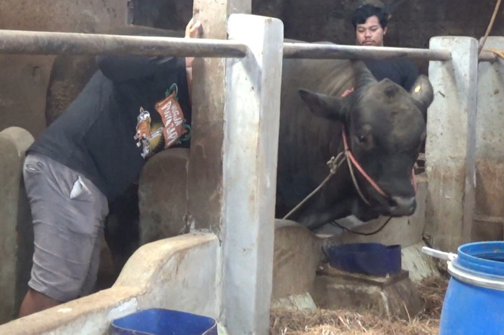 Presiden Jokowi Beli Sapi Angus Milik Warga Sleman untuk Kurban - Medcom.id