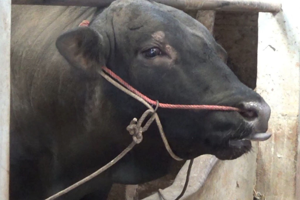 Presiden Jokowi Beli Sapi Angus Milik Warga Sleman untuk Kurban - Medcom.id