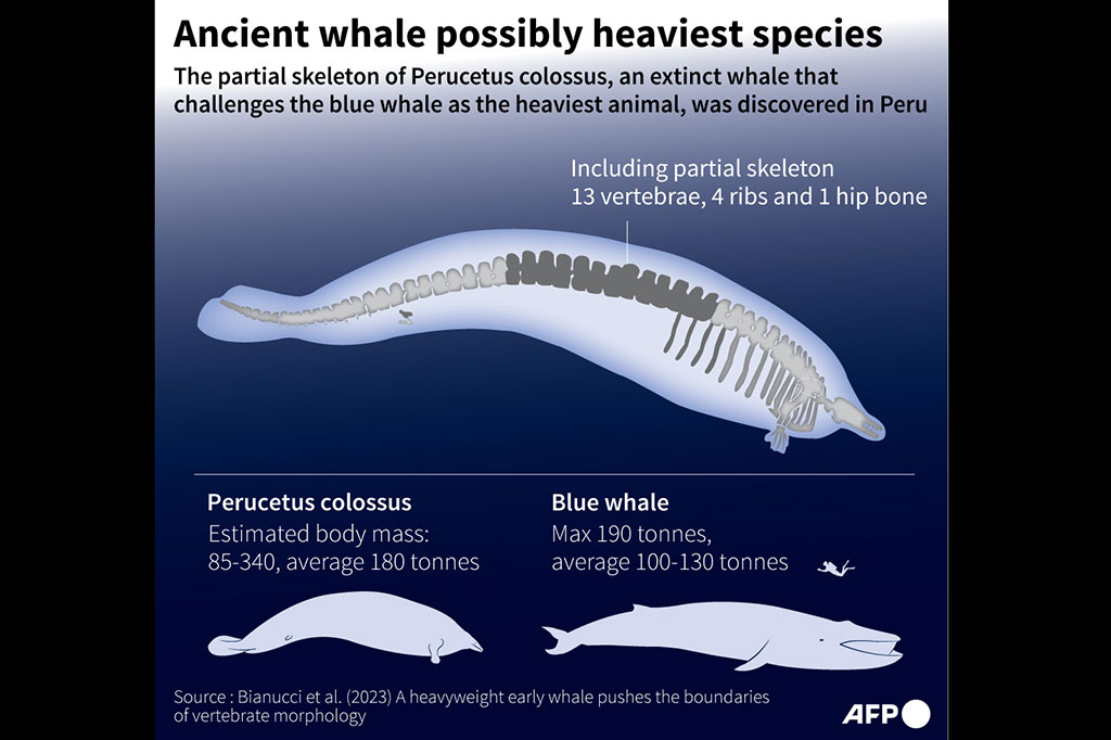 Paus Purba Ini Diyakini sebagai Hewan Terberat di Bumi