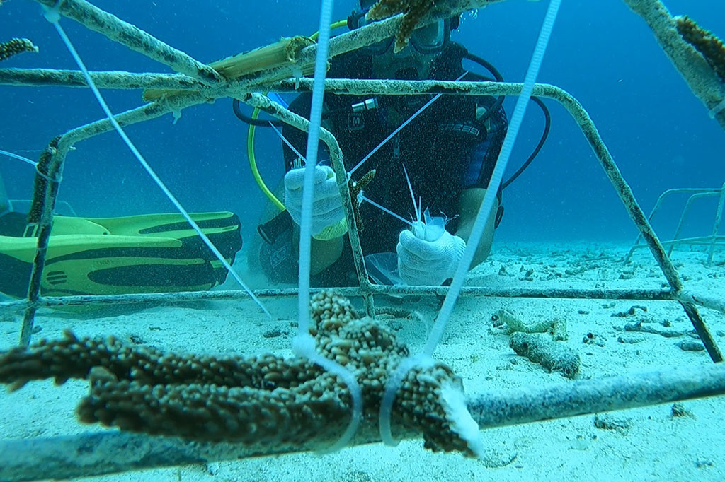 Jaga Kelestarian Ekosistem Bawah Laut, Pemuda Sabang Transplantasi Terumbu