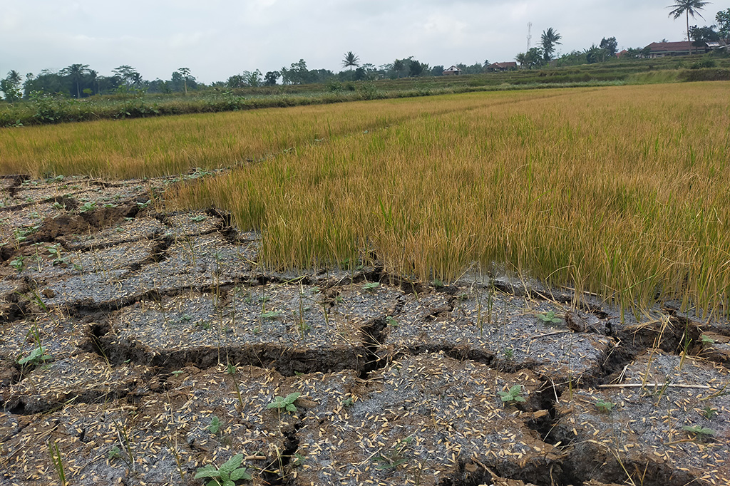 Musim Kemarau, Harga Beras Merangkak Naik
