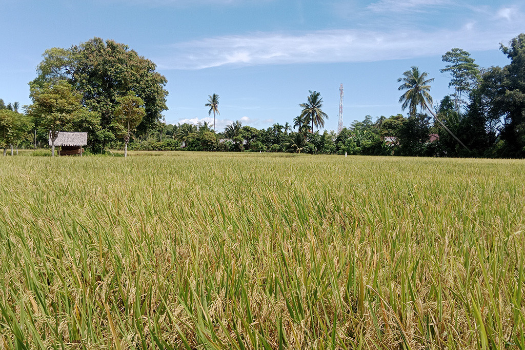 Petani Resah, Sawah Siap Panen di Pidie Mulai Diserang Hama Wereng - Medcom.id