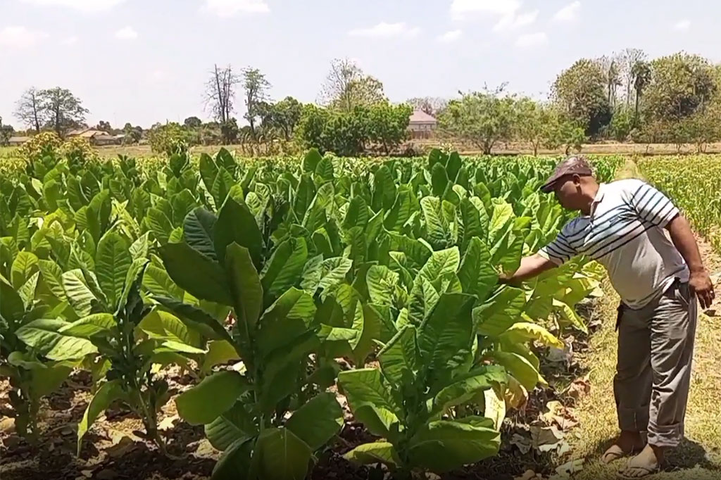 Kemarau Panjang Bawa Berkah bagi Petani Tembakau Rembang Kemarau Panjang Bawa Berkah bagi Petani Tembakau Rembang