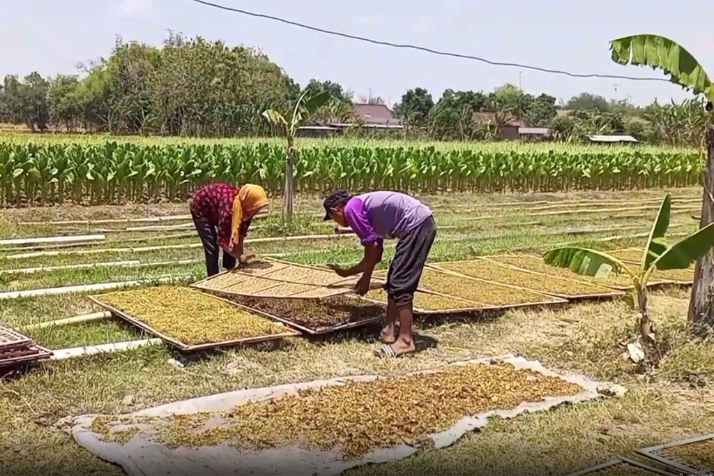 Kemarau Panjang Bawa Berkah bagi Petani Tembakau Rembang Kemarau Panjang Bawa Berkah bagi Petani Tembakau Rembang