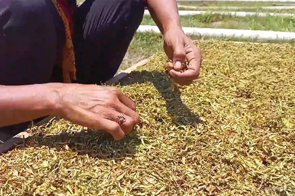 Kemarau Panjang Bawa Berkah bagi Petani Tembakau Rembang Kemarau Panjang Bawa Berkah bagi Petani Tembakau Rembang