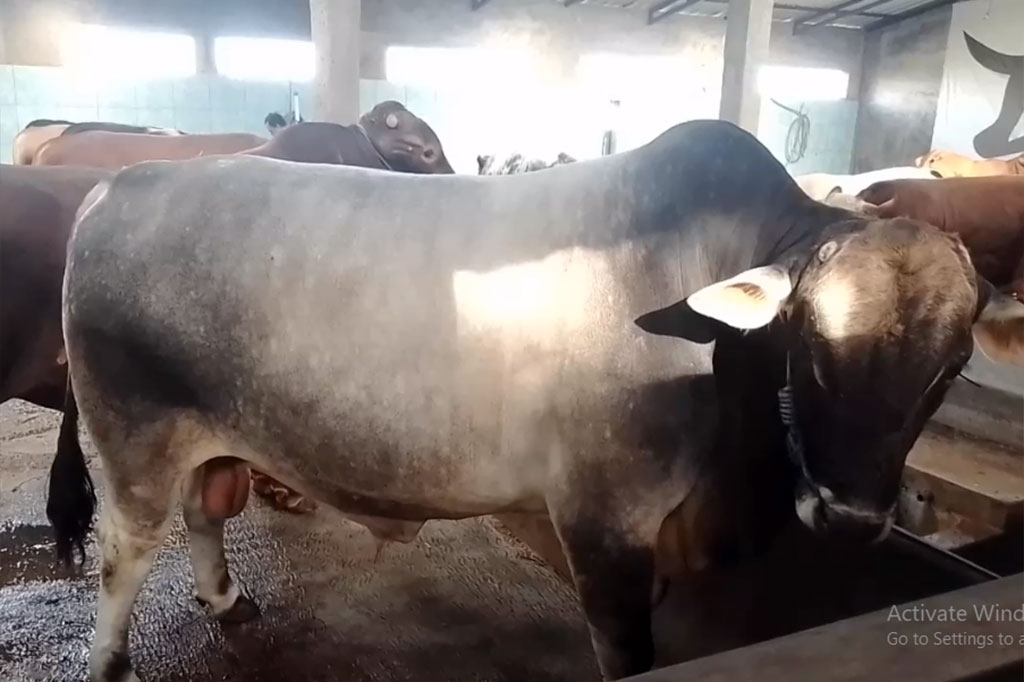 Melihat Sapi-sapi Jumbo untuk Iduladha di Magetan