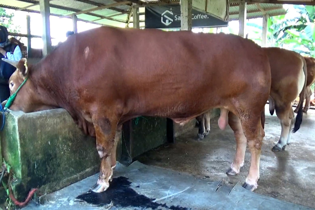 Melihat Sapi Calon Kurban Jokowi Bernama Gemoy dan Tebo