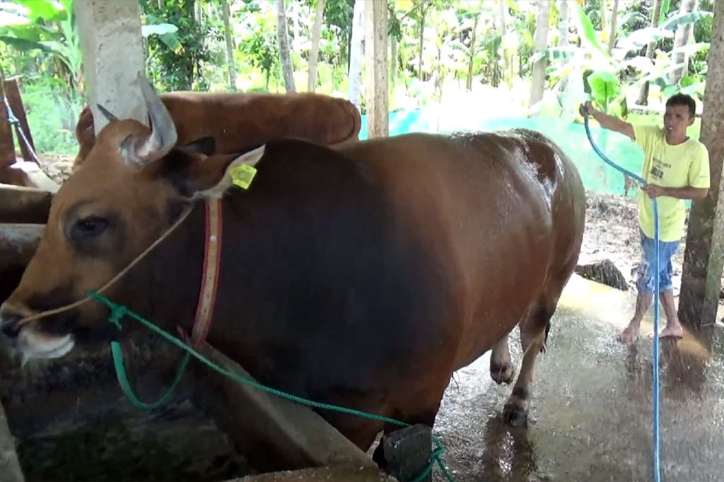 Melihat Sapi Calon Kurban Jokowi Bernama Gemoy dan Tebo