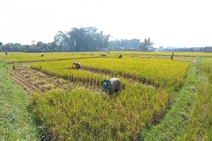 Kekeringan, Ribuan Hektare Sawah di Bandung Barat Gagal Panen