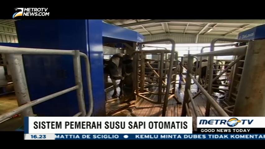 Inovasi Robot Pemerah Susu Sapi Otomatis